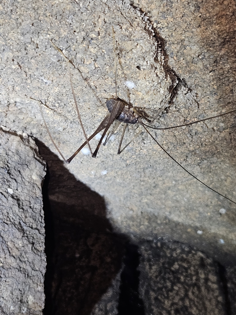 Australotettix from Newnes Plateau NSW 2790, Australia on March 15 ...
