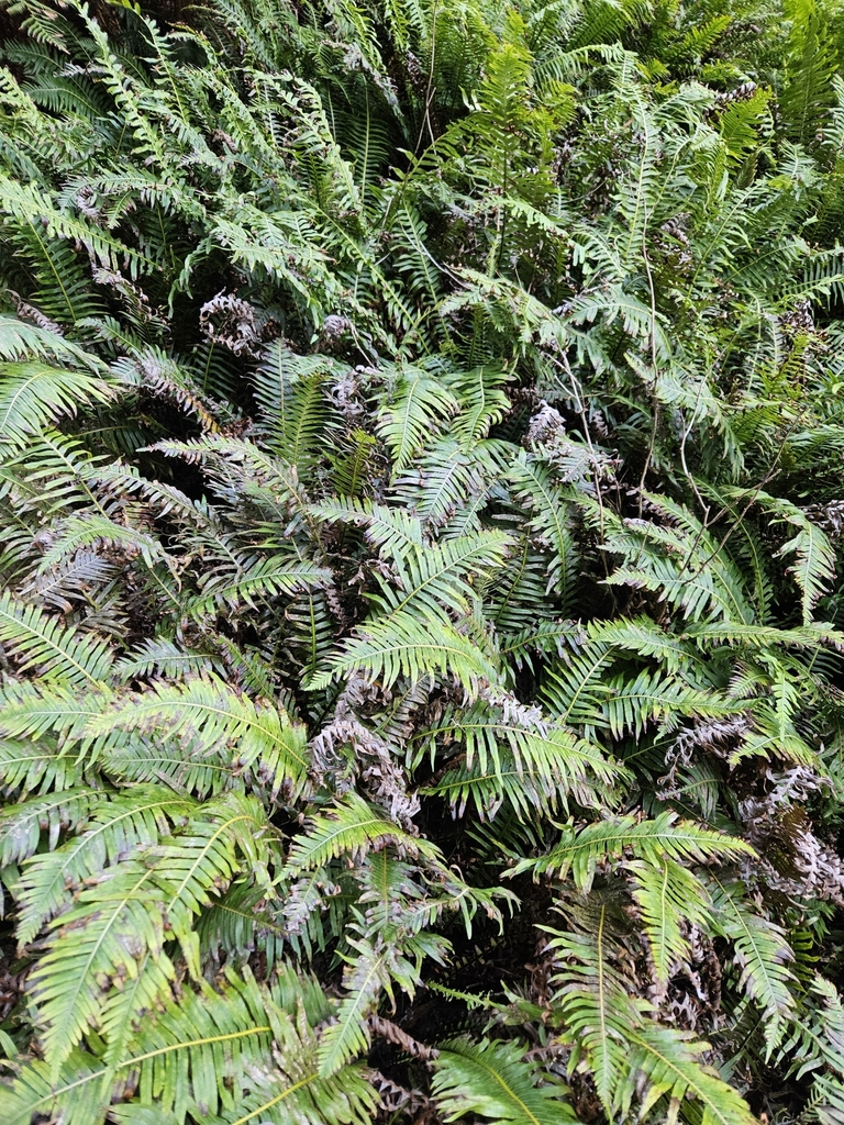 Fishbone water-fern from Newnes Plateau NSW 2790, Australia on March 15 ...