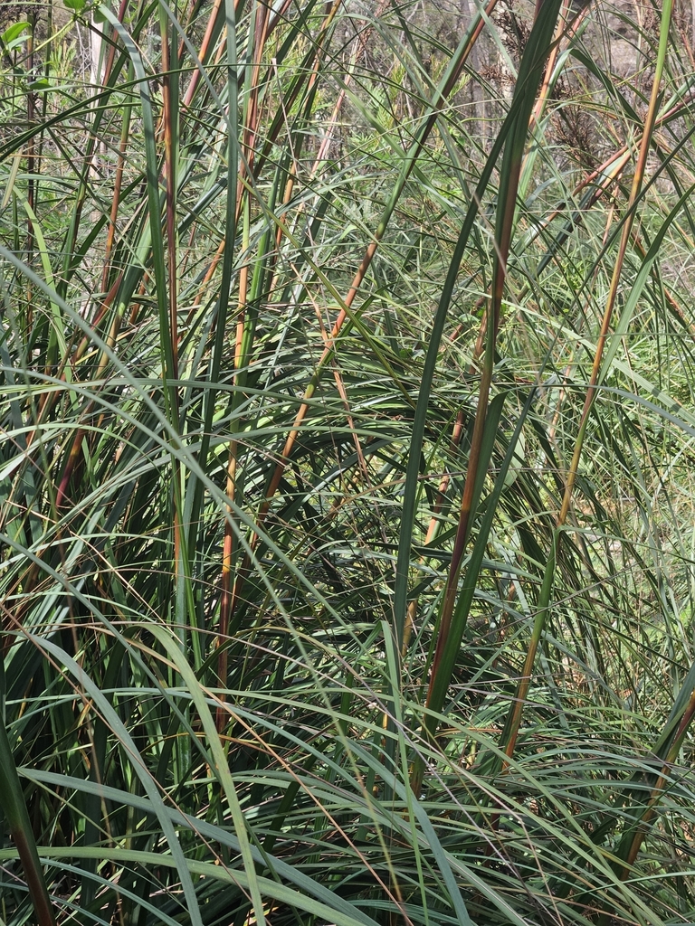 tall sword-sedge from Deep Pass on March 16, 2025 at 01:54 PM by Emily ...