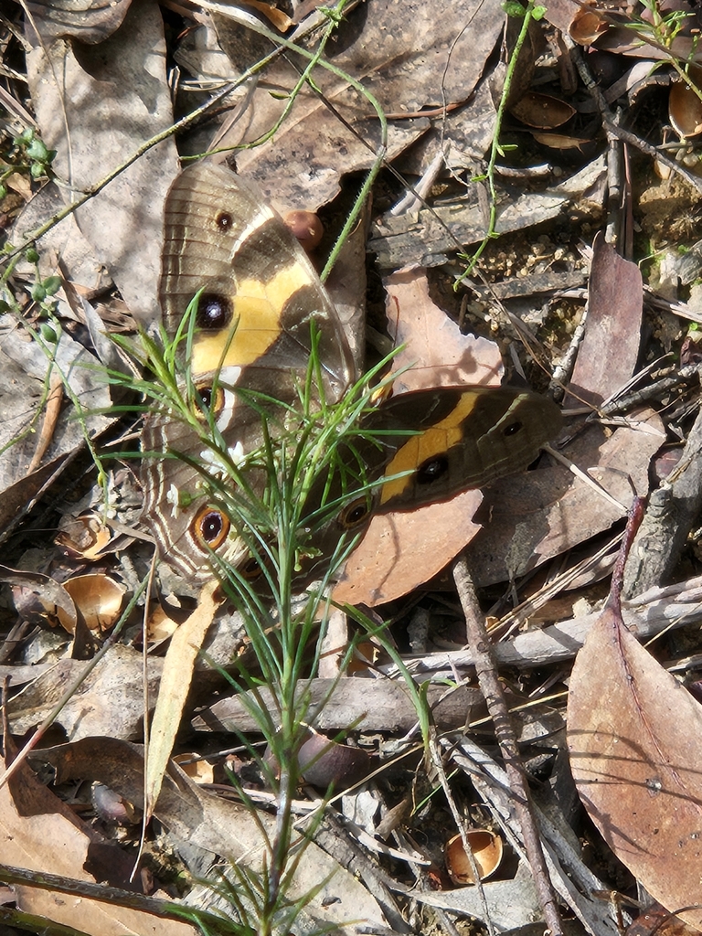 Swordgrass Brown from Newnes Plateau NSW 2790, Australia on March 16 ...