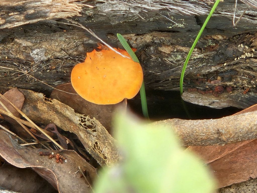 Southern Cinnabar Polypore from Newnes Plateau NSW 2790, Australia on ...