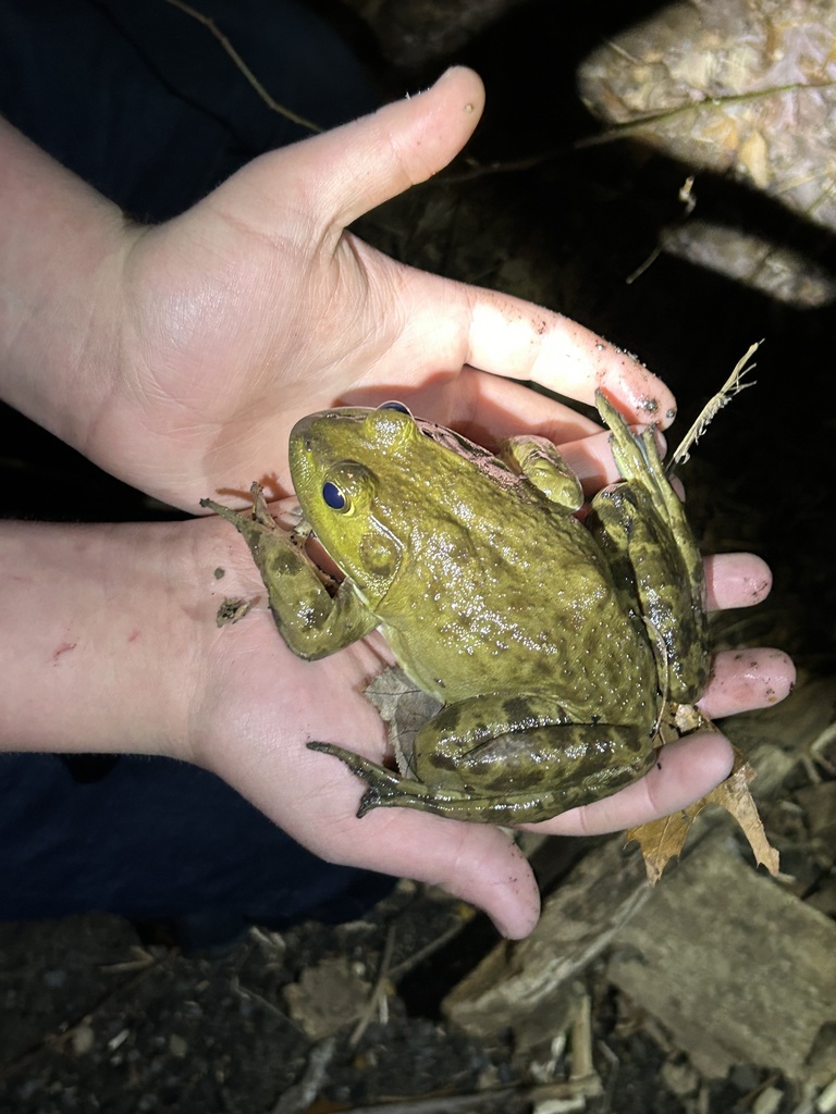 American Bullfrog from Ireland Brook Trail, East Brunswick, NJ, US on ...