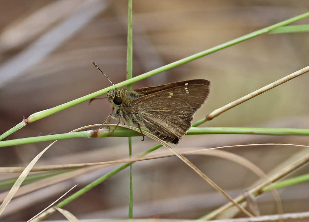 Large Dingy Skipper from Brisbane QLD, Australia on March 18, 2025 at ...