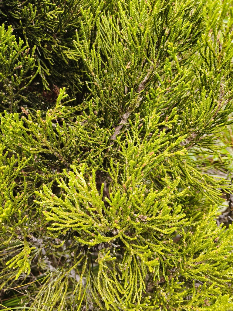 pink pine from Jacksons 7875, New Zealand on March 14, 2025 at 11:08 AM ...