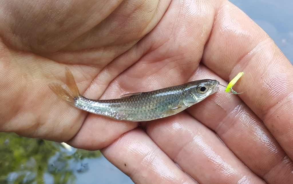 Spottail Shiner in August 2019 by Mignoffo · iNaturalist