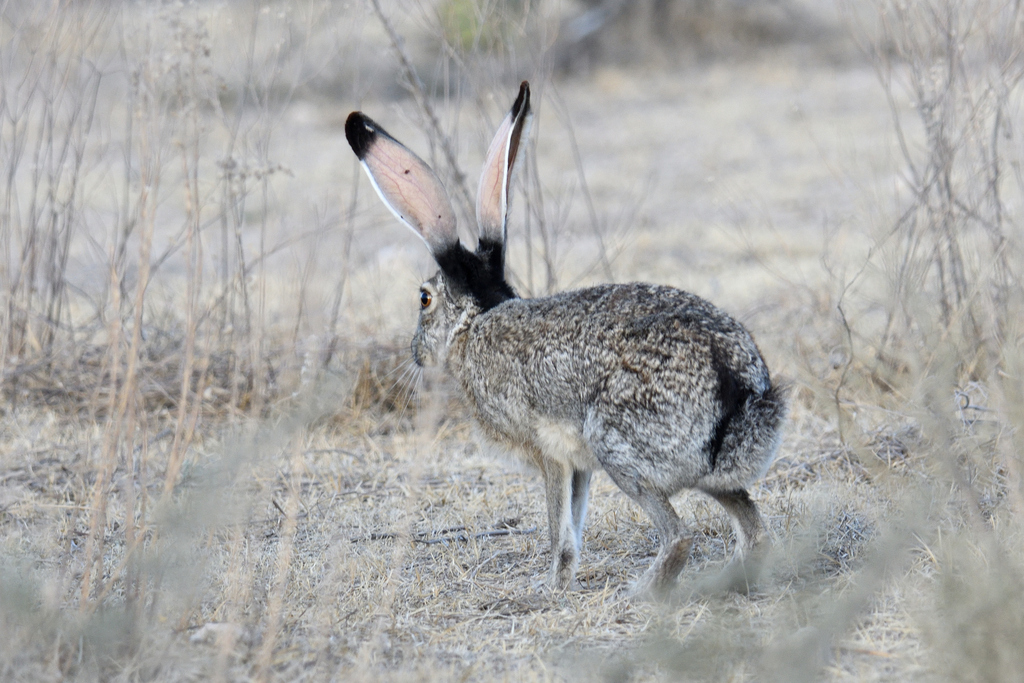 Black-tailed Jackrabbit from Galeana, N.L., México on March 17, 2025 at ...