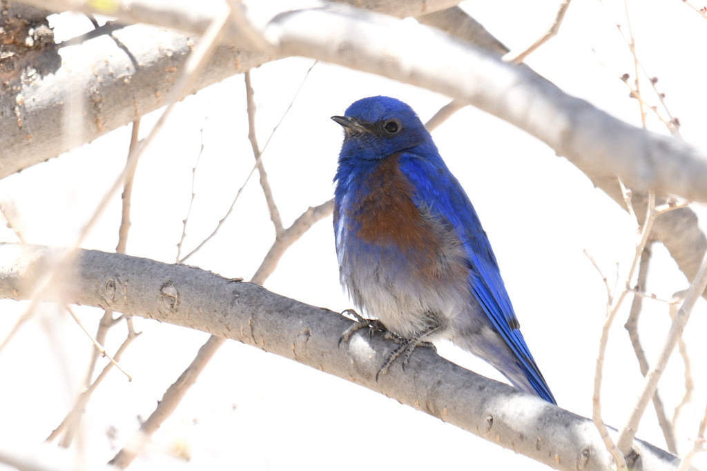 Western Bluebird from 67863 Aquiles Serdán, N.L., México on March 17 ...