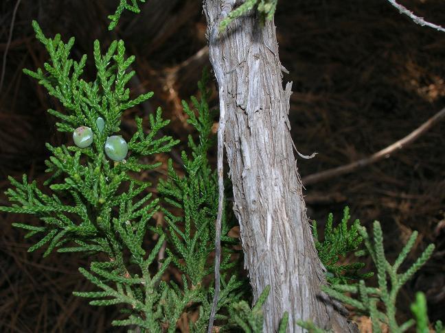 One-seed Juniper from NAU, Flagstaff, AZ, USA on September 26, 2005 at ...