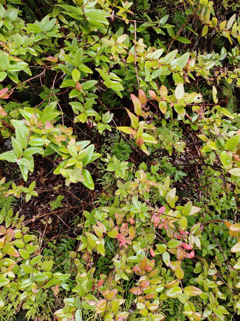 Rose-of-sharon from Turiwhate 7875, New Zealand on March 16, 2025 at 09 ...