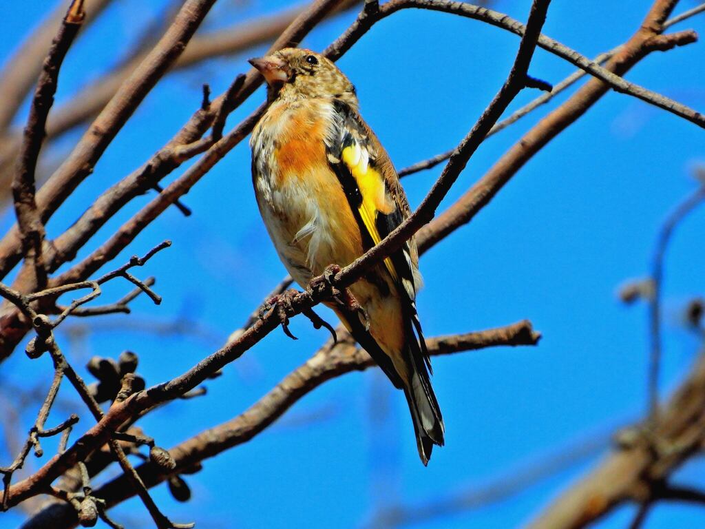 European Goldfinch from North Jacana Wetlands Melbourne VIC, Australia ...
