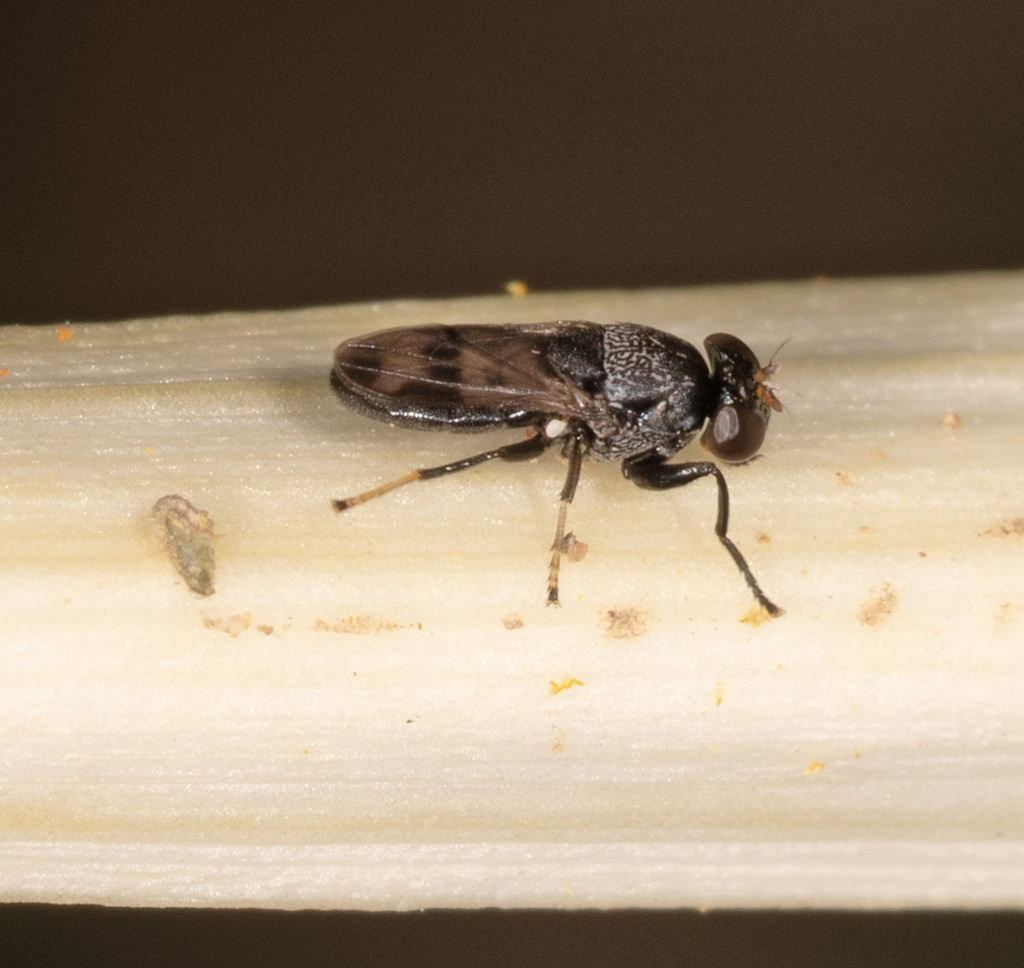 Discomyza from 27000 Kuala Tahan, Pahang, Malaysia on March 5, 2025 at ...