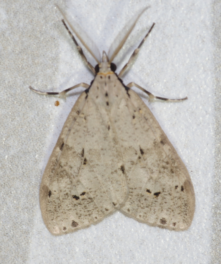 Cape Ivy Moth from Sunnyside, Grahamstown, Eastern Cape, South Africa ...