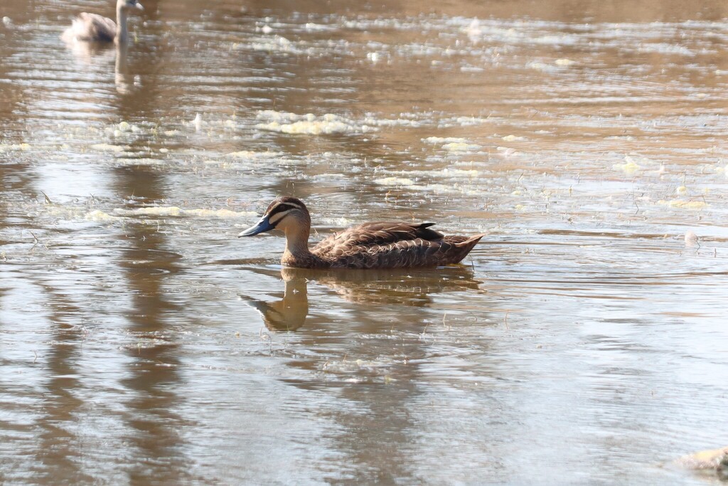 Pacific Black Duck from Melbourne VIC, Australia on March 13, 2025 at ...