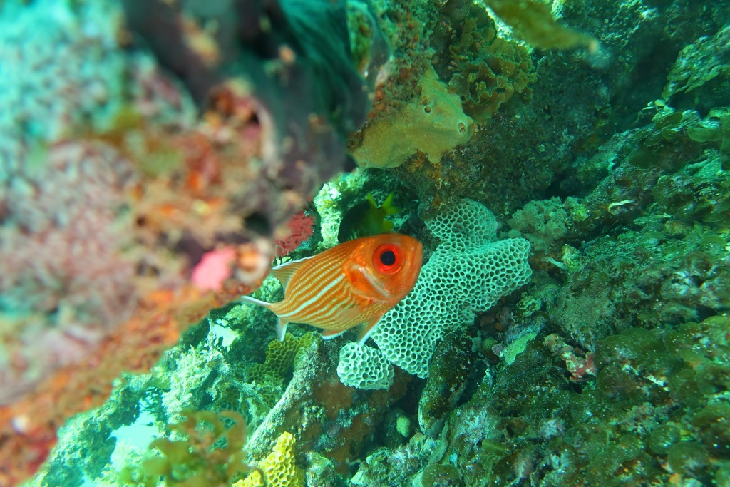 Bight Redfish in March 2025 by David Spencer Muirhead. One of at least ...