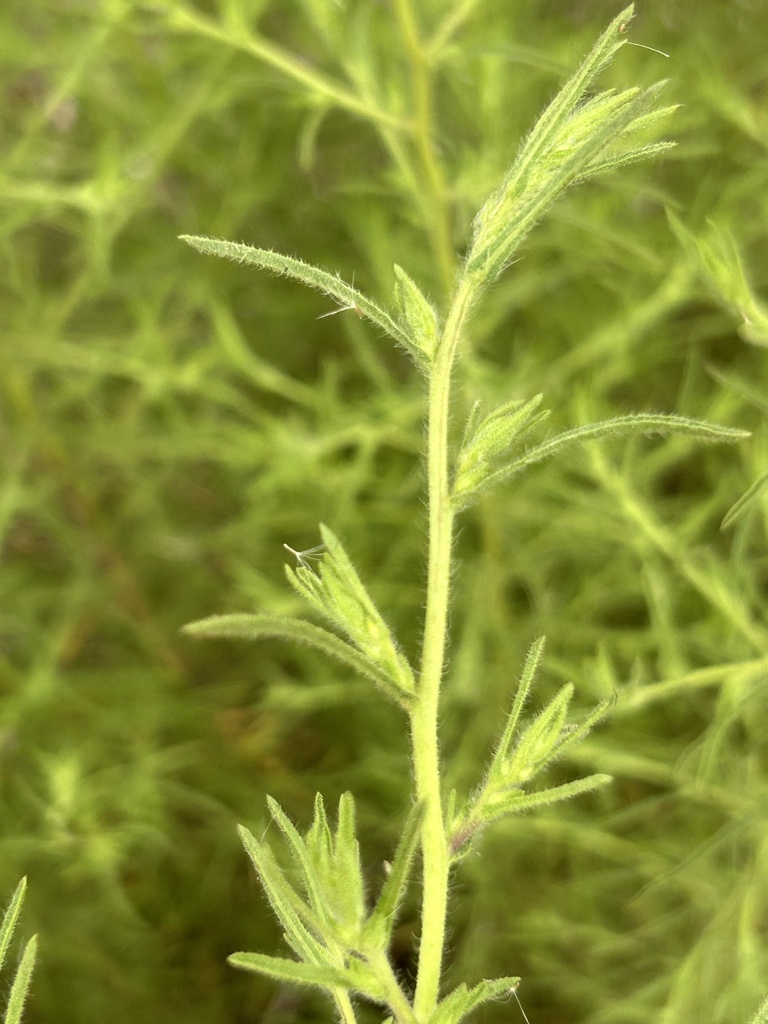 Stinkwort from Theewaterskloof Rural, Western Cape, ZA on March 18 ...