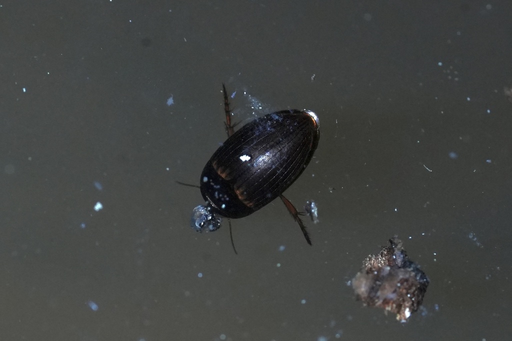 Copelatus from 國立中興大學, 南區, 臺中市, TW on March 09, 2025 at 09:25 PM by ...