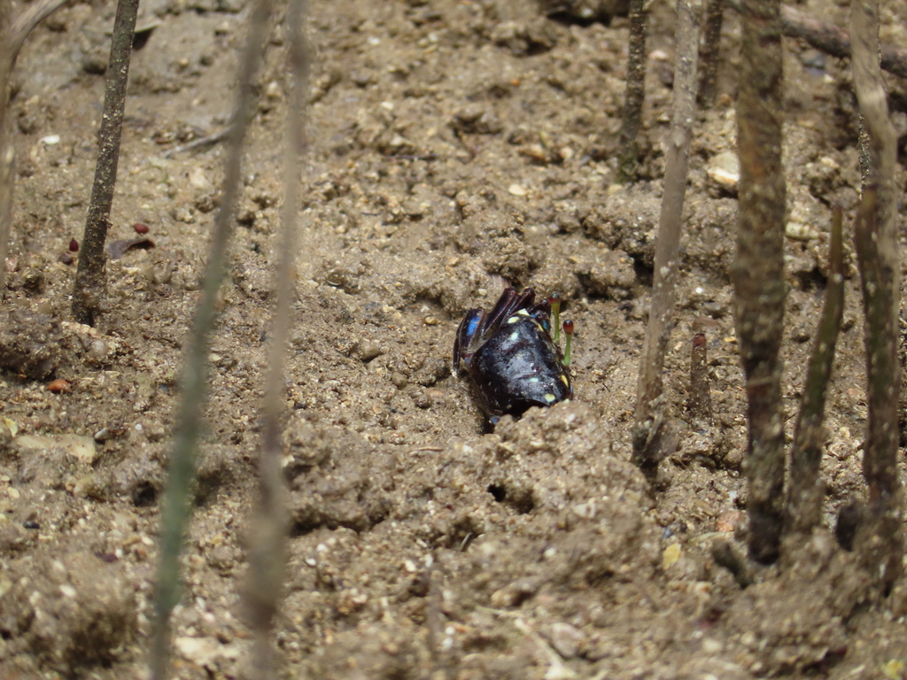 Broad-fronted and Indo-west Pacific Fiddler Crabs from Pellew Islands ...
