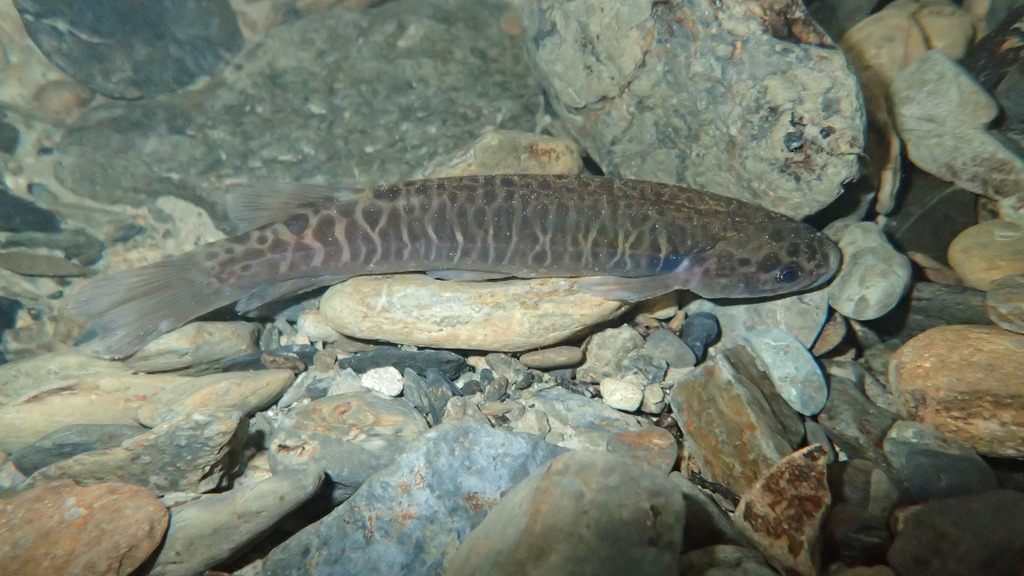 Smelts and Allies (Osmeriformes) - Marine Life Identification