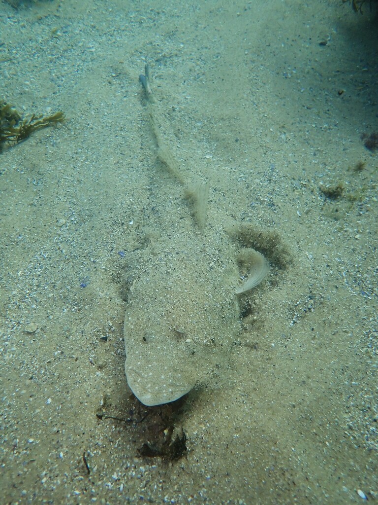 Dusky Flathead from Cabbage Tree Bay on March 18, 2025 at 09:21 AM by ...