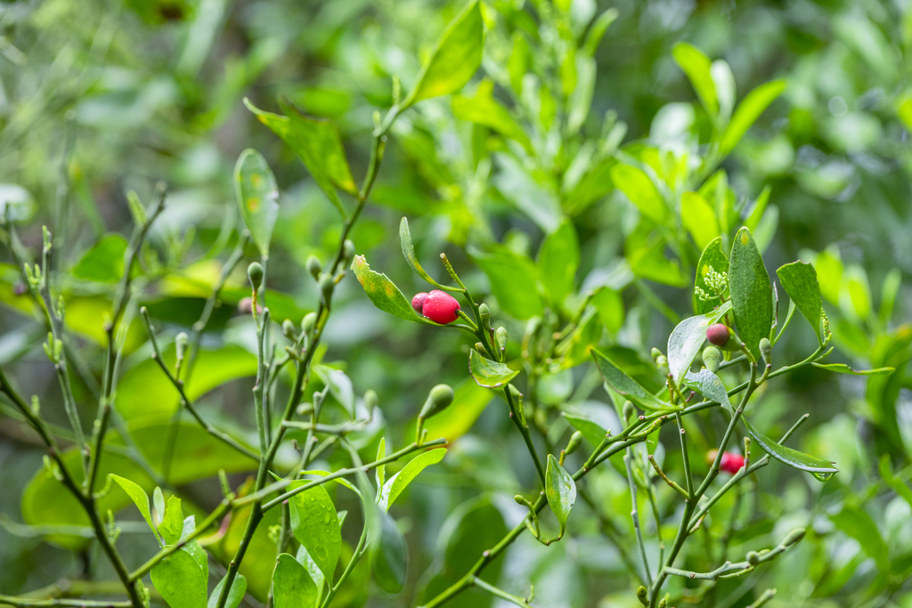 Broad Leaved Native Cherry from Cabarita Beach NSW 2488, Australia on ...
