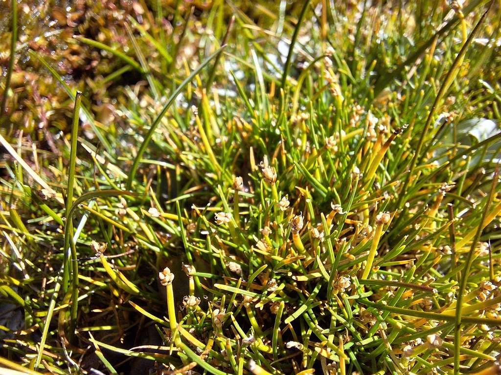 Isolepis aucklandica from Wairau Valley 7271, New Zealand on March 13 ...