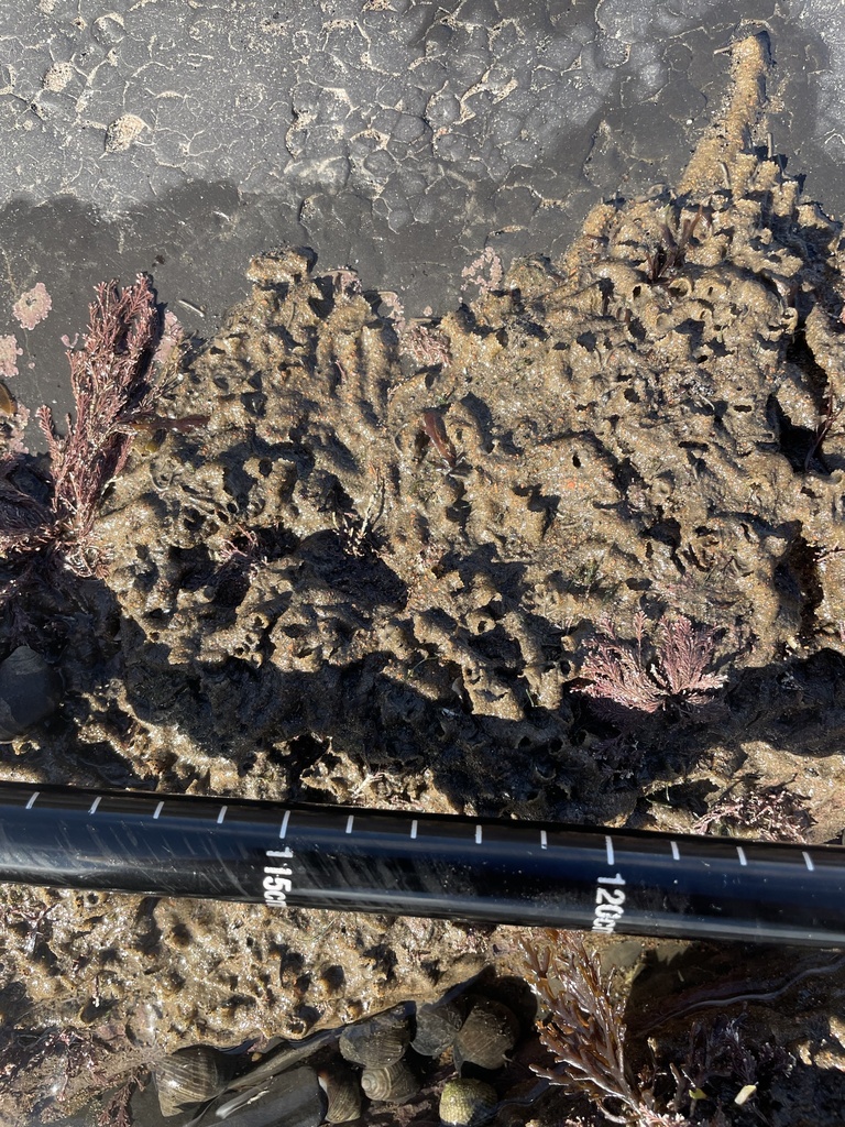 Ross Worm from North York Moors National Park, Whitby, England, GB on ...