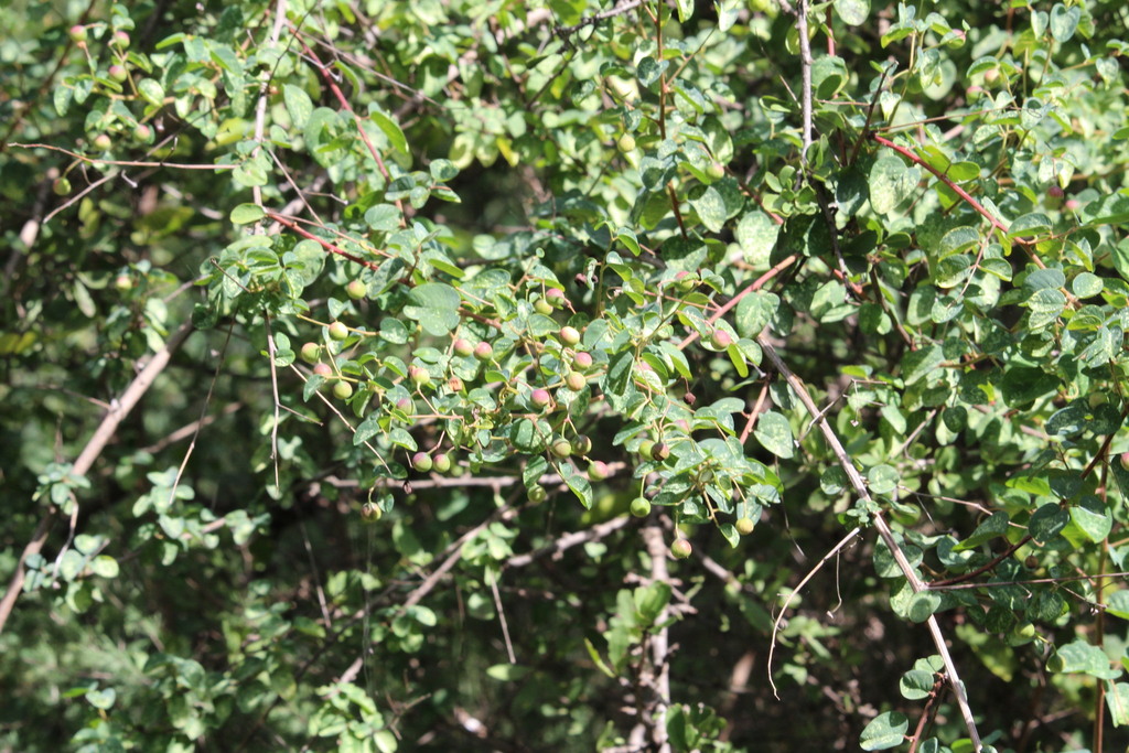 Soap Bush from West Rand District Municipality, South Africa on March ...