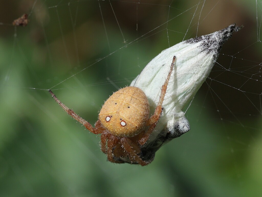 Spiky Field Spiders from Mopani, Südafrika on February 9, 2025 at 08:42 ...