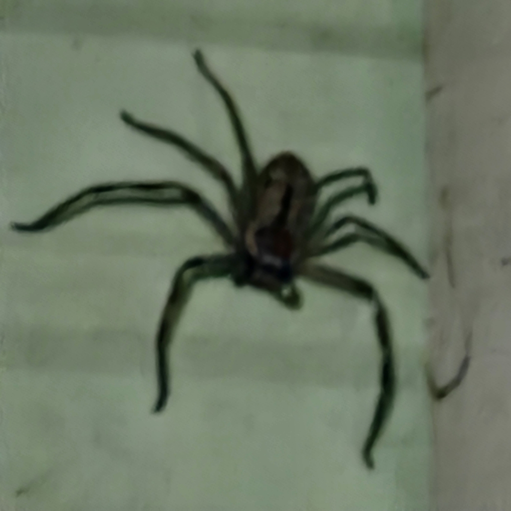 Grey Huntsman Spider from Rowlands Creek NSW 2484, Australia on March ...