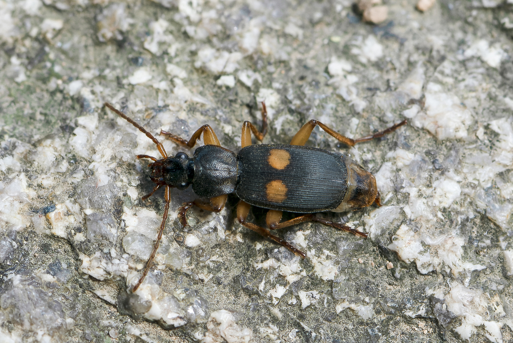 Planetes puncticeps from 中国青岛市崂山区崂山 on July 5, 2024 at 01:40 PM by ...