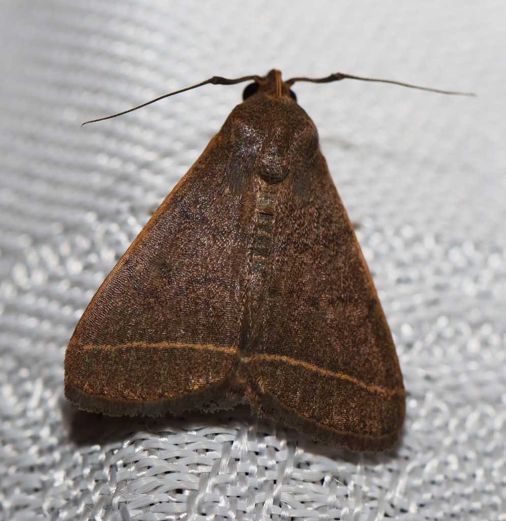 Simplicia cornicalis from Witta QLD 4552, Australia on March 17, 2025 ...