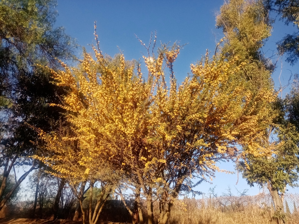 Schaffner's acacia from Manzana 010, Cumbria, 54740 Cuautitlán Izcalli ...