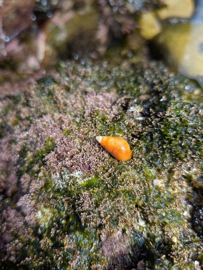 yellow-coated clusterwink from Coogee NSW 2034, Australia on March 16 ...