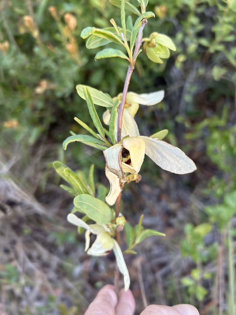 netted pawpaw from James E. Grey Preserve, New Port Richey, FL, US on ...