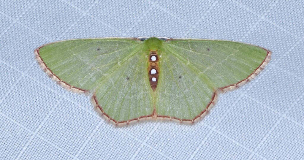 Lissochlora from Mount Totumas Cloud Forest, Nueva California, Panama ...