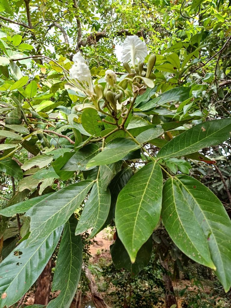 Detarioideae in March 2025 by grietjie · iNaturalist