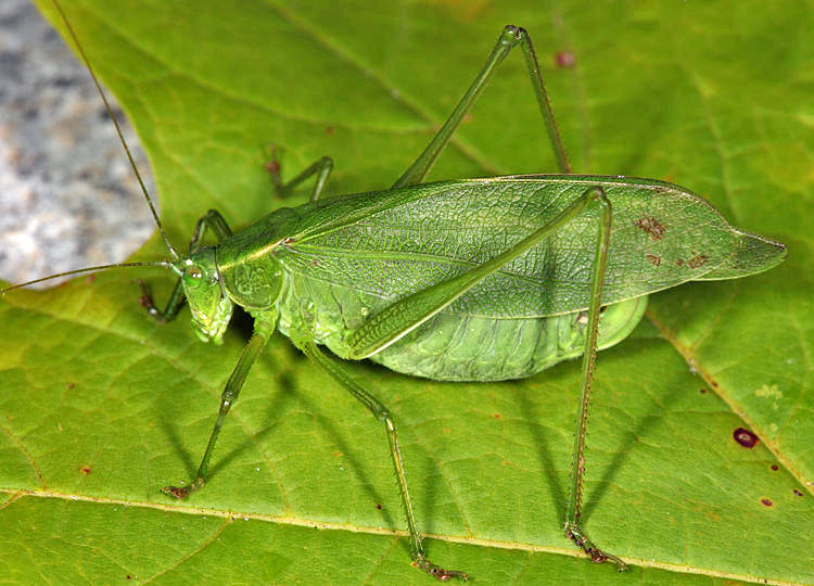 Broad-winged Bush Katydid from Whitefield, NH, USA on September 7, 2011 ...
