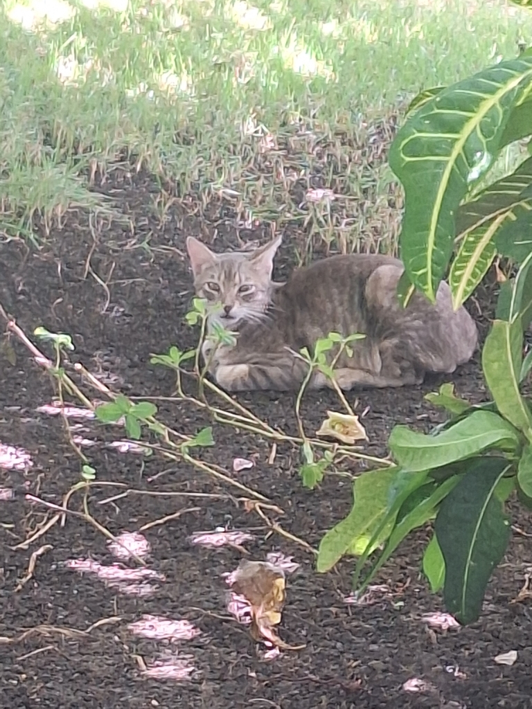 Domestic Cat from Bávaro, 23000 Punta Cana, Dominican Republic on March ...