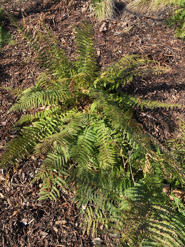 soft shield fern from Leeds on March 18, 2025 at 02:55 PM by sbrandon ...