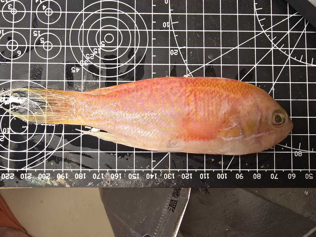 Elongate Anthias in March 2025 by kyosapir · iNaturalist