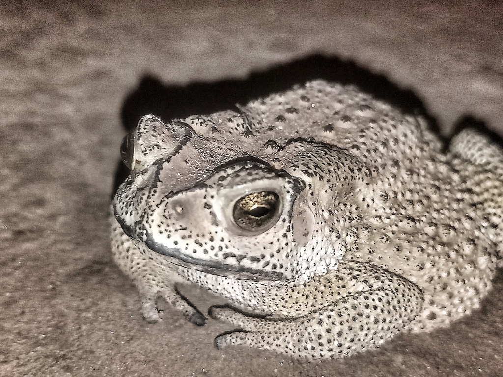 Asian Common Toad from C95Q+P84, Bhaluka, Bangladesh on March 17, 2025 ...