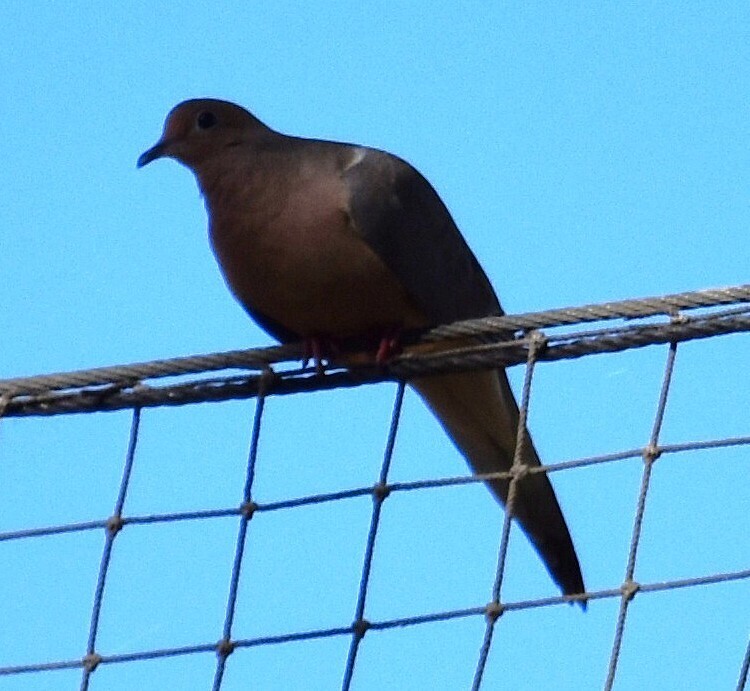 Mourning Dove from Mountain Park, GA, USA on March 18, 2025 at 09:08 AM ...