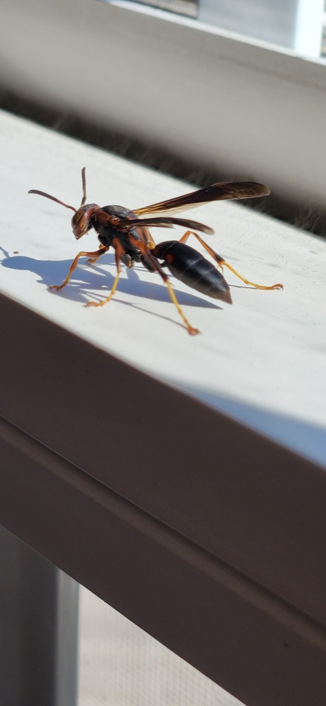 Metric Paper Wasp from Barboursville, Albemarle County, VA, USA on ...