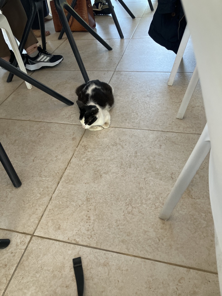 Domestic Cat from Hispaniola, Monte Cristi, Monte Cristi, DO on March ...