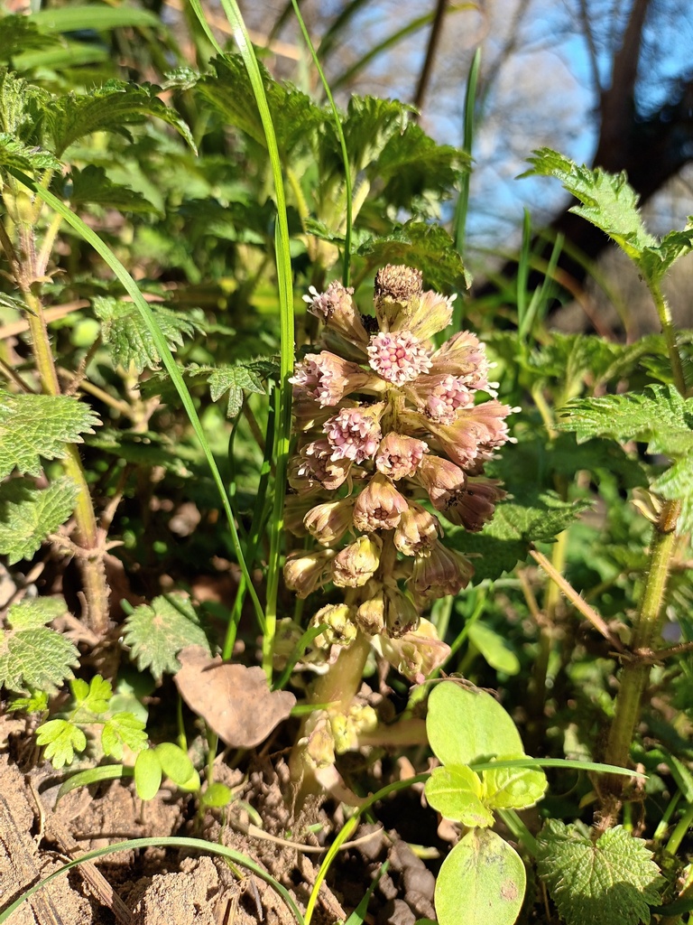 Common Butterbur from Brierley Hill, UK on March 18, 2025 at 02:59 PM ...