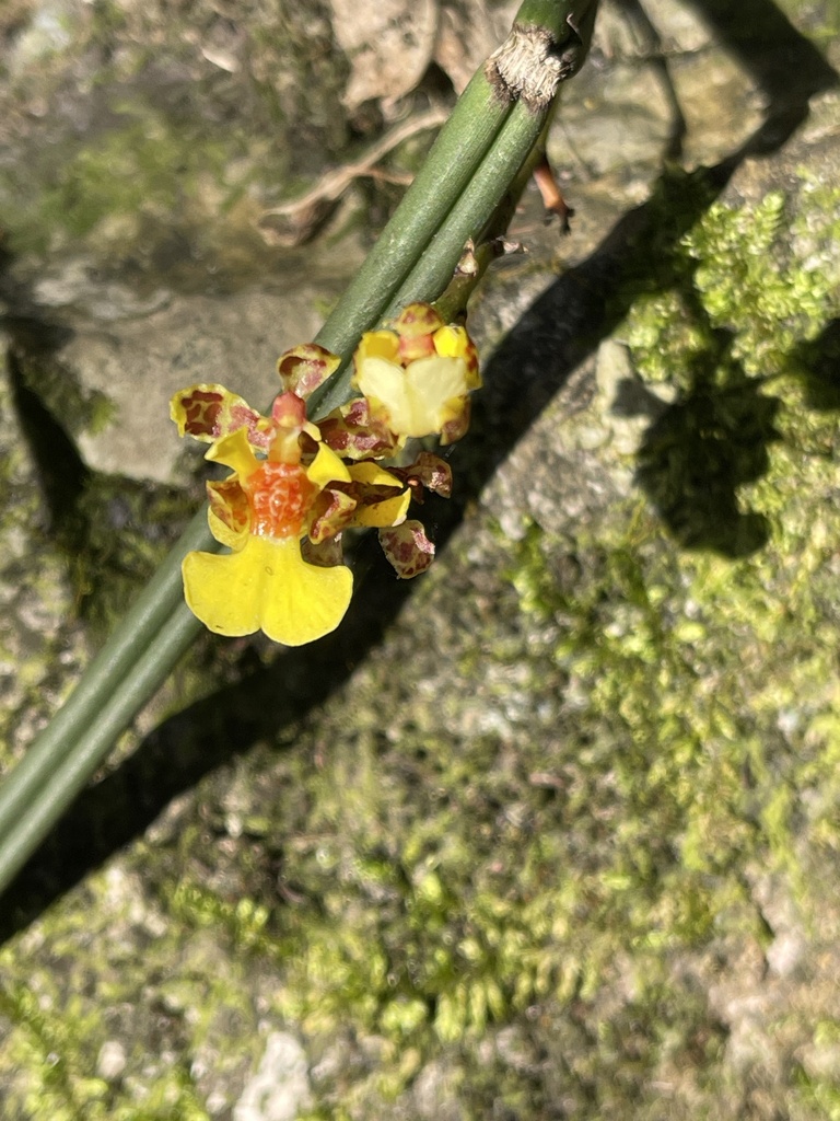 Mule-Ear Orchids from Coetzala, Ver., MX on March 7, 2025 at 08:31 AM ...