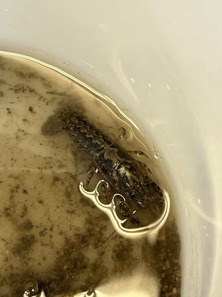 Calico Crayfish from Highland Rd E, Kitchener, ON, CA on March 18, 2025 ...