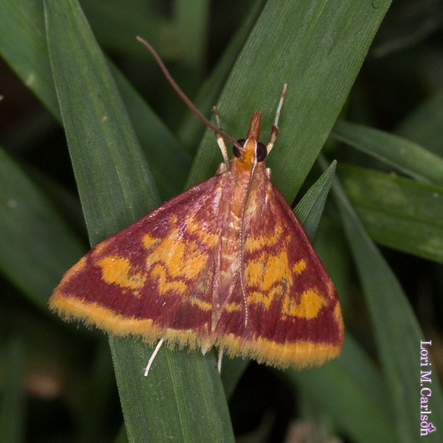 Mint-loving Pyrausta Moth from Eno Township, NC, USA on August 9, 2019 ...