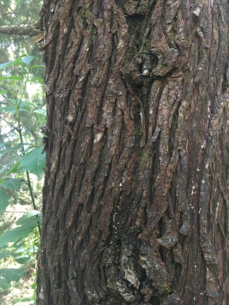 cedar of Goa (Hesperocyparis lusitanica) - Botanical Realm