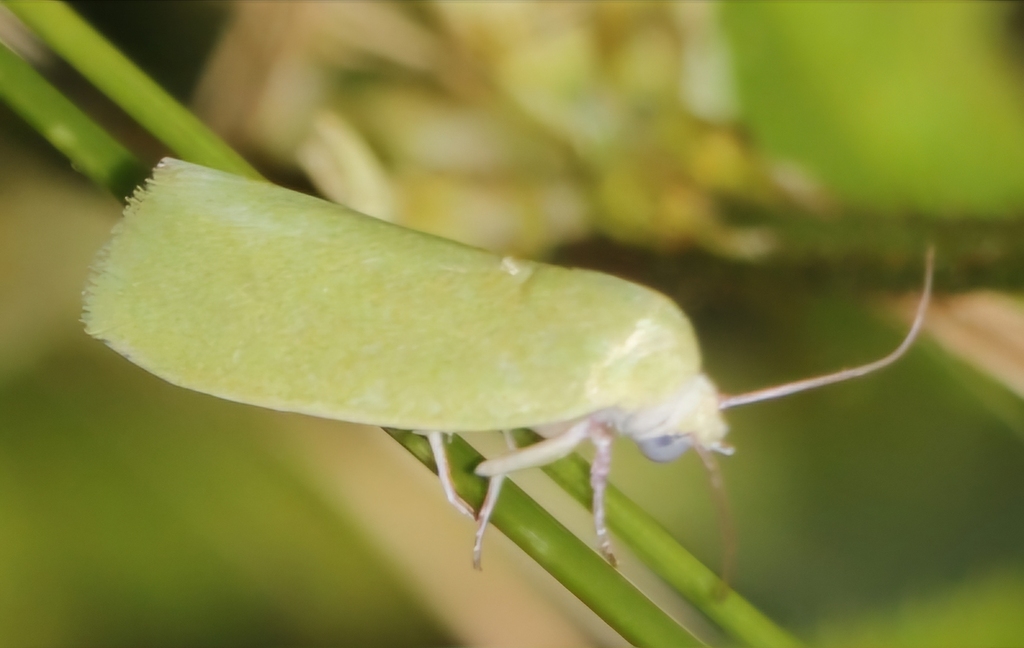 Egyptian Bollworm from Mahogany Ridge, Pinetown, 3608, South Africa on ...